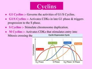 Cell cycle, regulation & cancer - PATHOLOGY.pdf