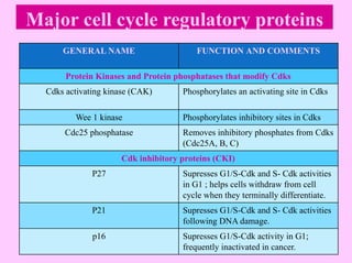 Cell cycle, regulation & cancer - PATHOLOGY.pdf