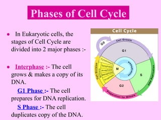 Cell cycle, regulation & cancer - PATHOLOGY.pdf