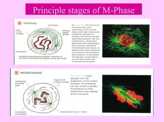 Cell cycle, regulation & cancer - PATHOLOGY.pdf