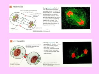 Cell cycle, regulation & cancer - PATHOLOGY.pdf