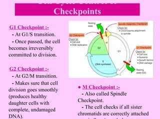 Cell cycle, regulation & cancer - PATHOLOGY.pdf