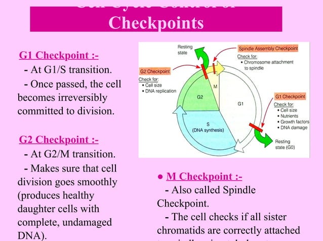 Cell cycle, regulation & cancer - PATHOLOGY.pdf