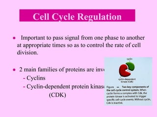 Cell cycle, regulation & cancer - PATHOLOGY.pdf