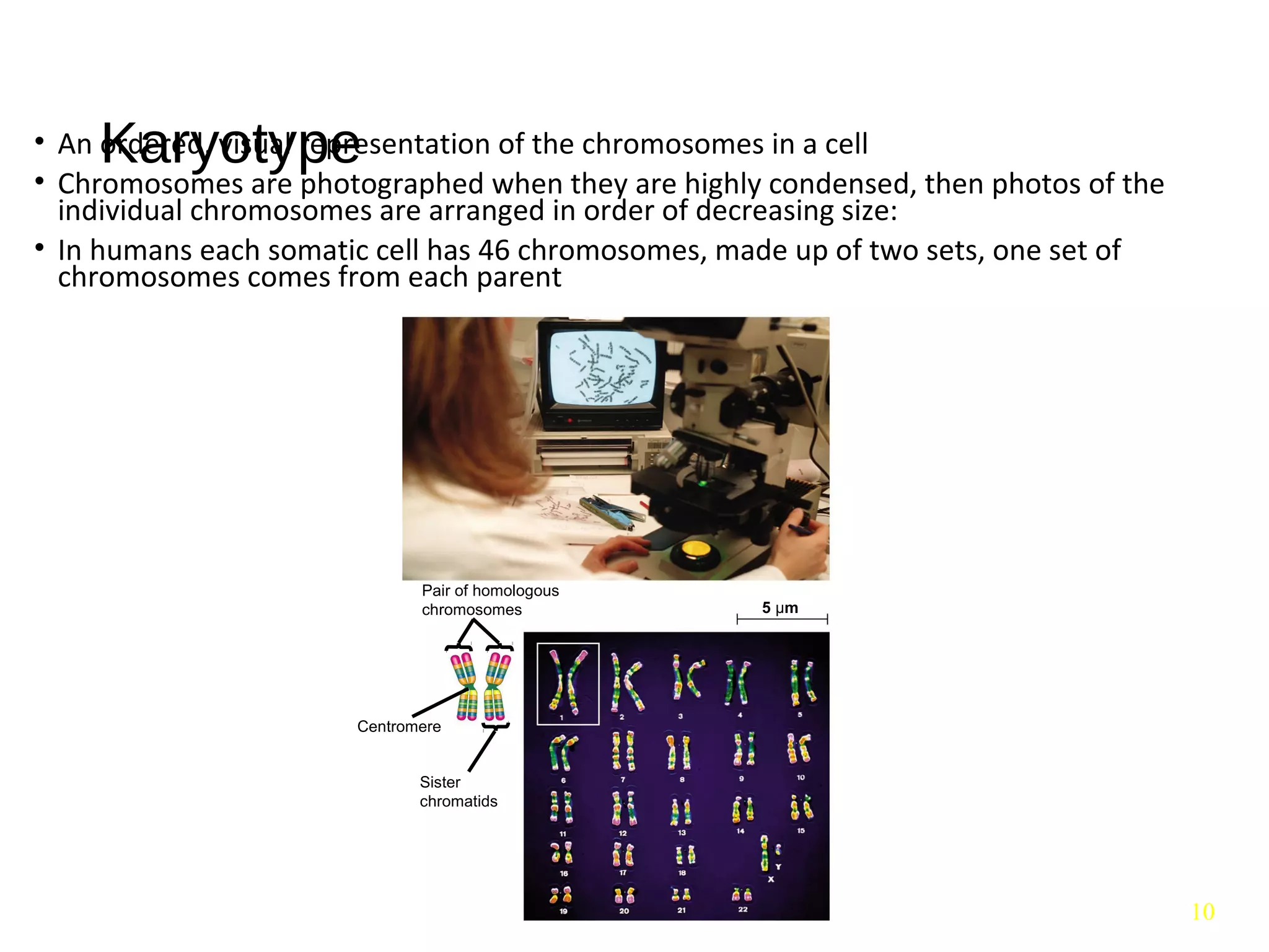 Cell cycle, its regulation and checkpoints | PPT