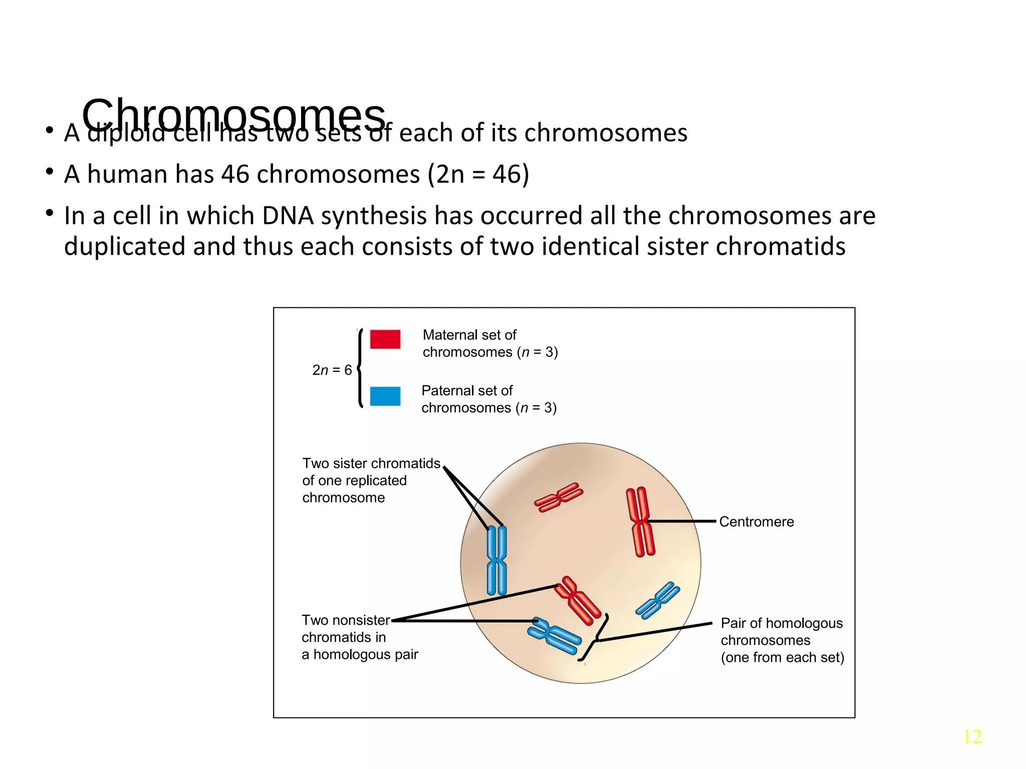 Cell cycle, its regulation and checkpoints | PPT