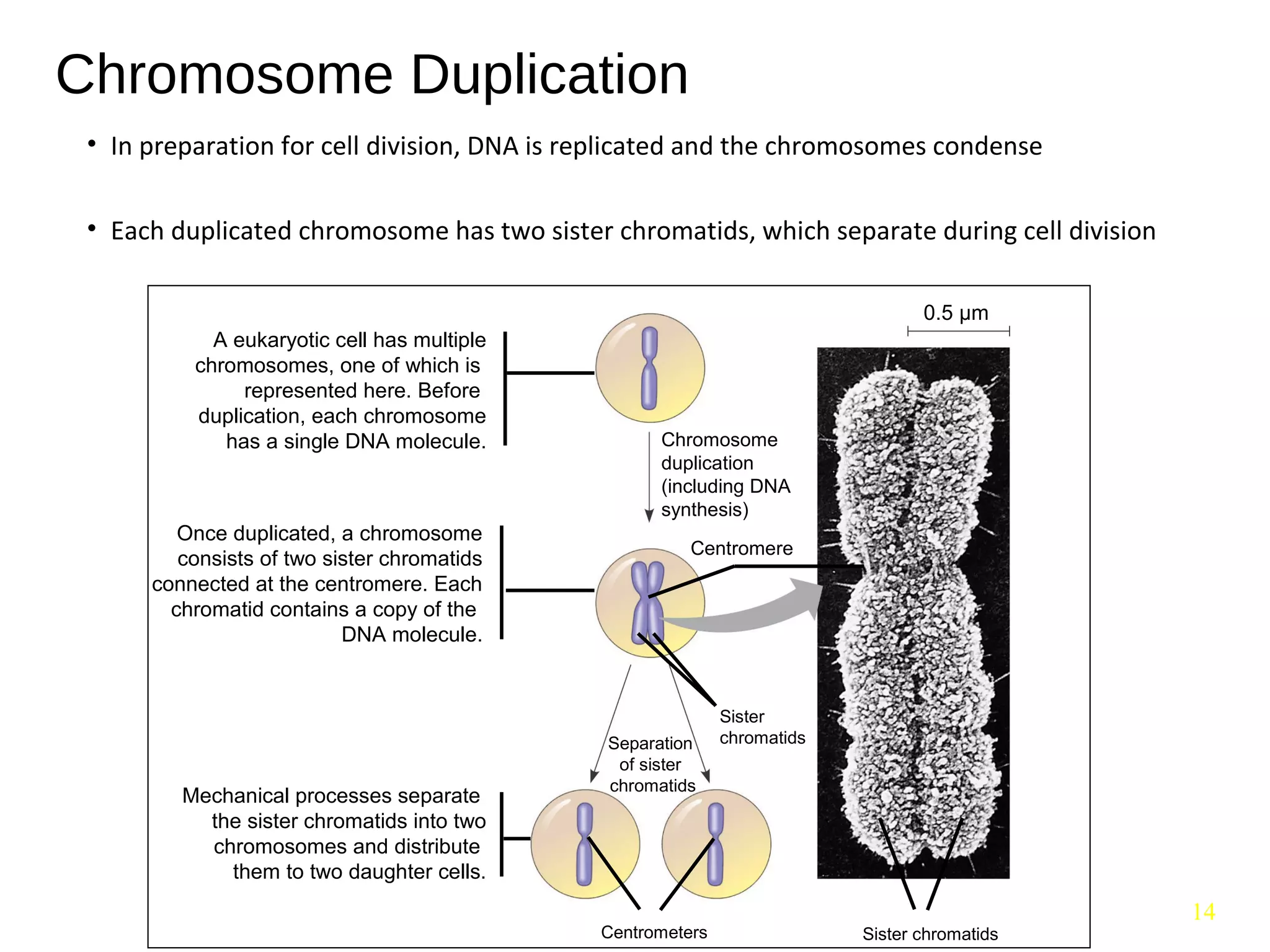 Cell cycle, its regulation and checkpoints | PPT