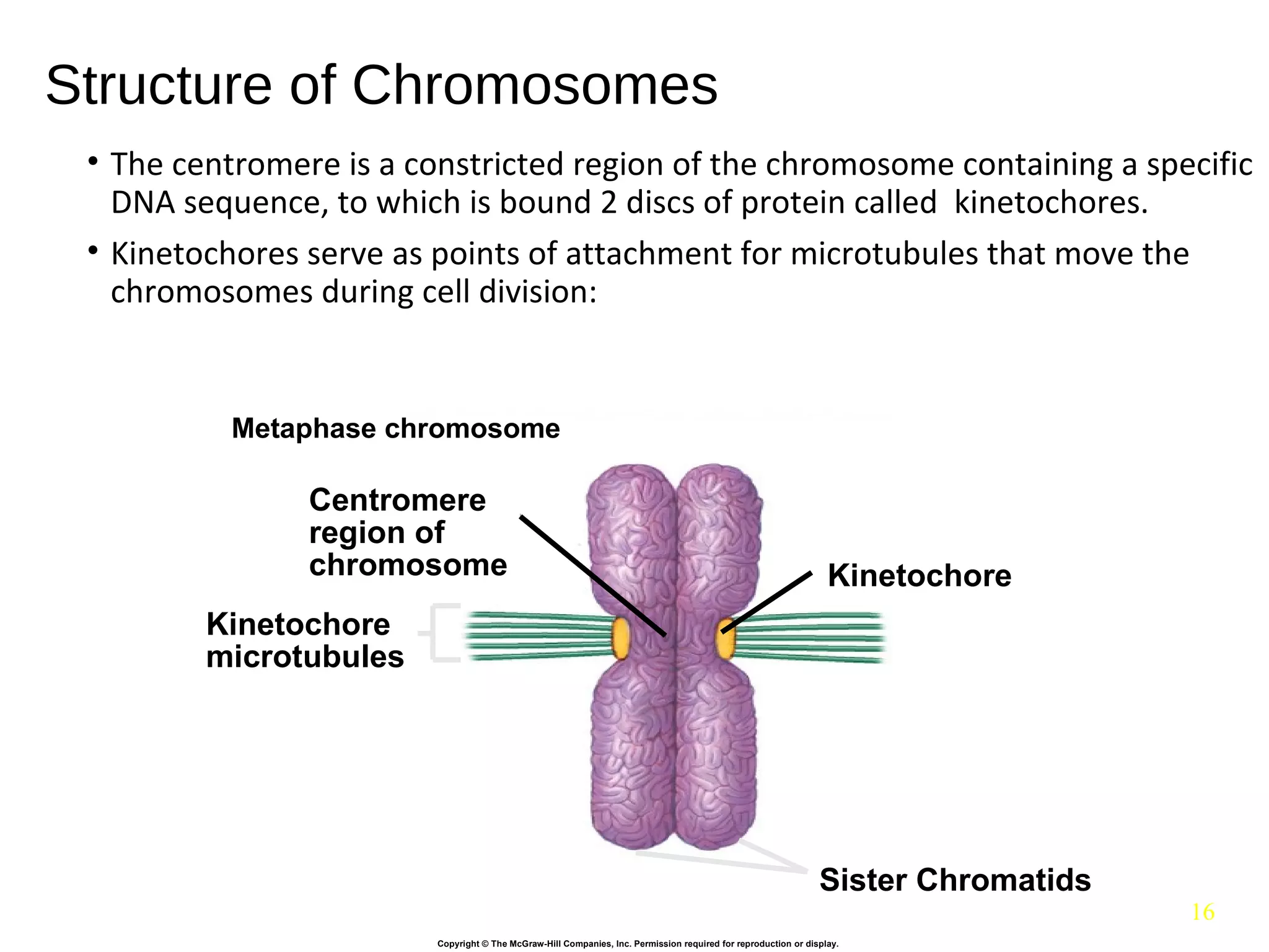 Cell cycle, its regulation and checkpoints | PPT