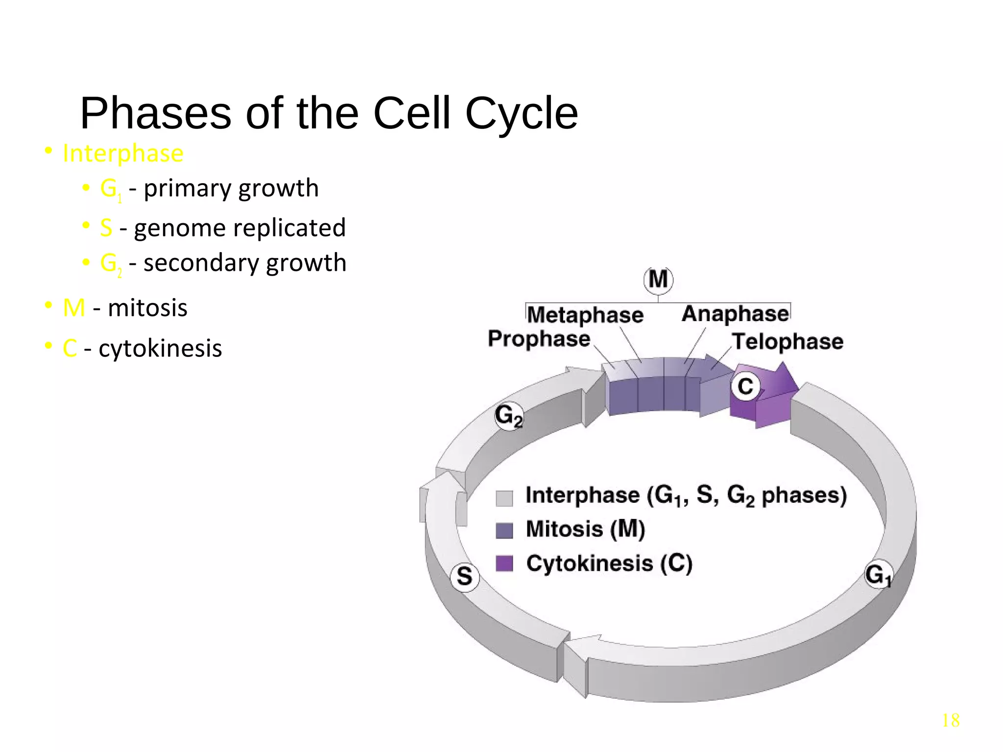 Cell cycle, its regulation and checkpoints | PPT