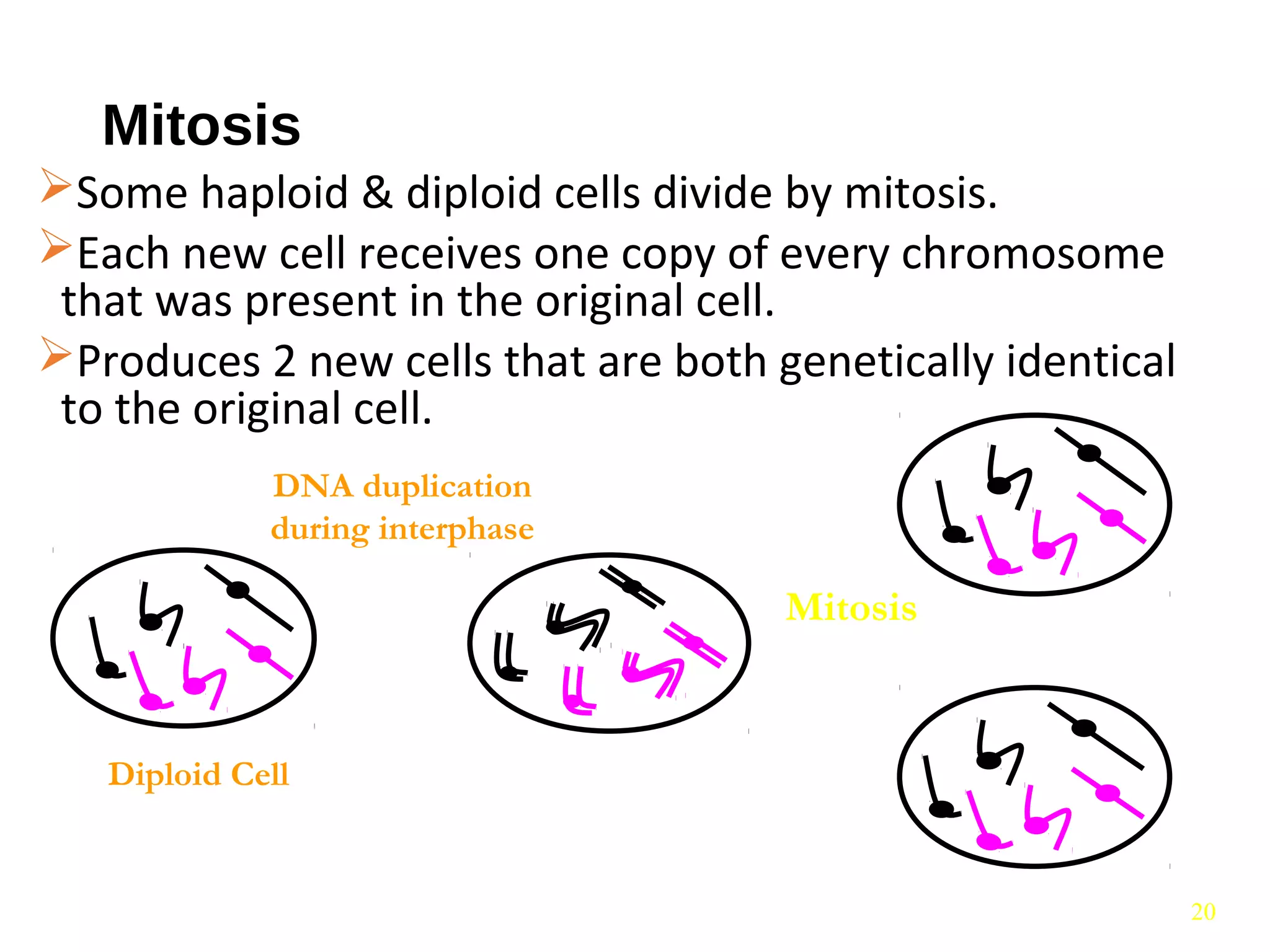 Cell cycle, its regulation and checkpoints | PPT