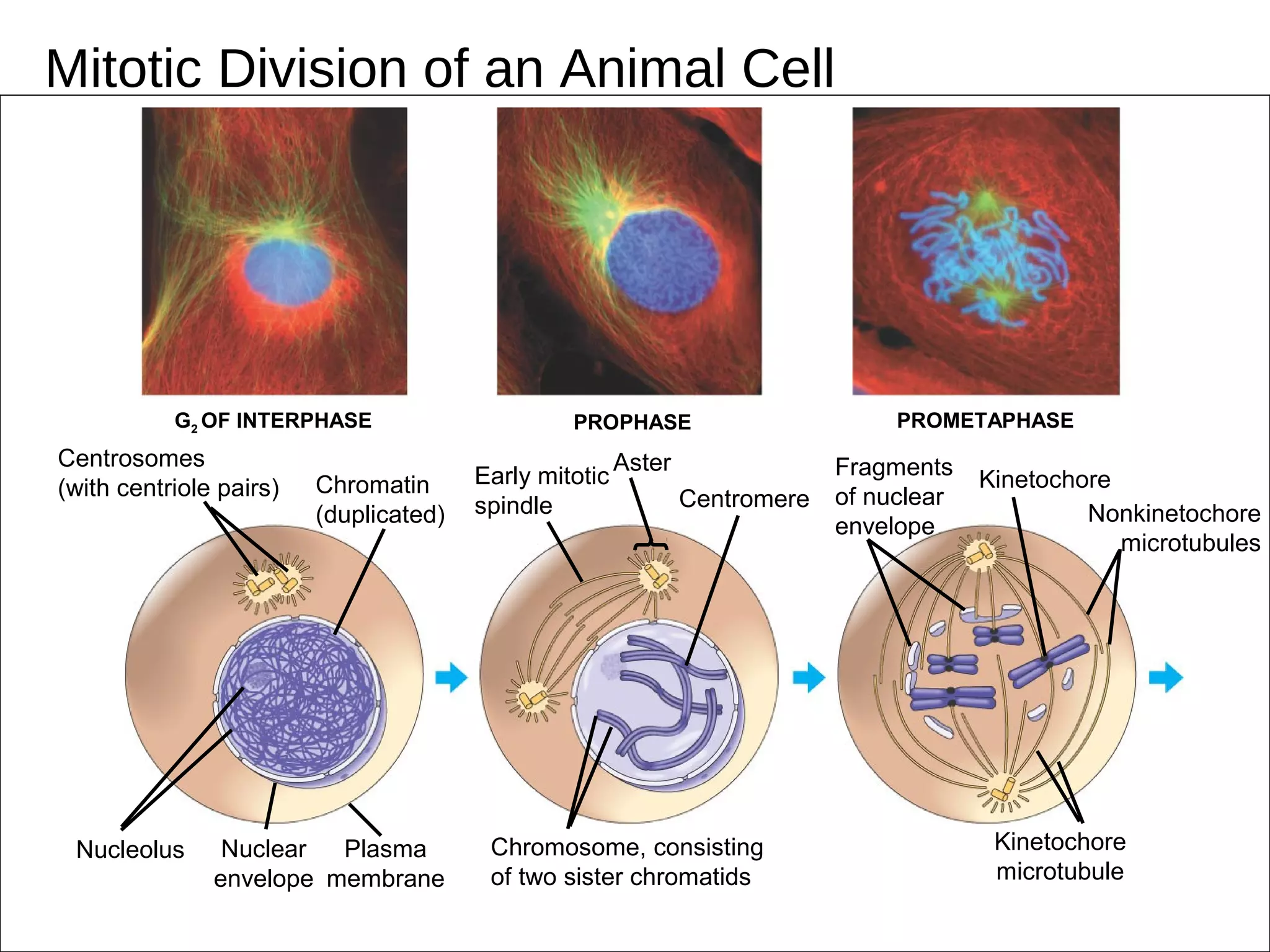 Cell cycle, its regulation and checkpoints | PPT | Biological Sciences ...