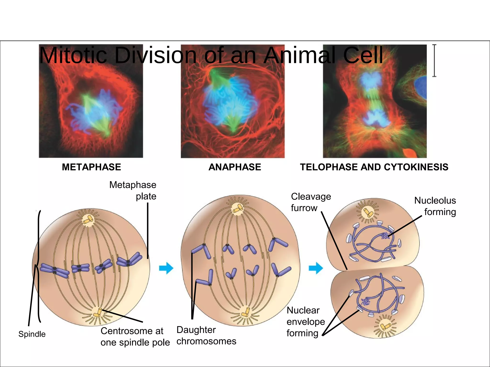 Cell cycle, its regulation and checkpoints | PPT | Biological Sciences ...
