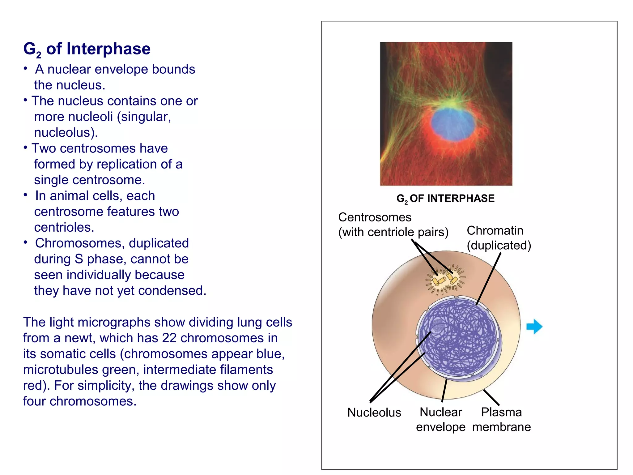 Cell cycle, its regulation and checkpoints | PPT