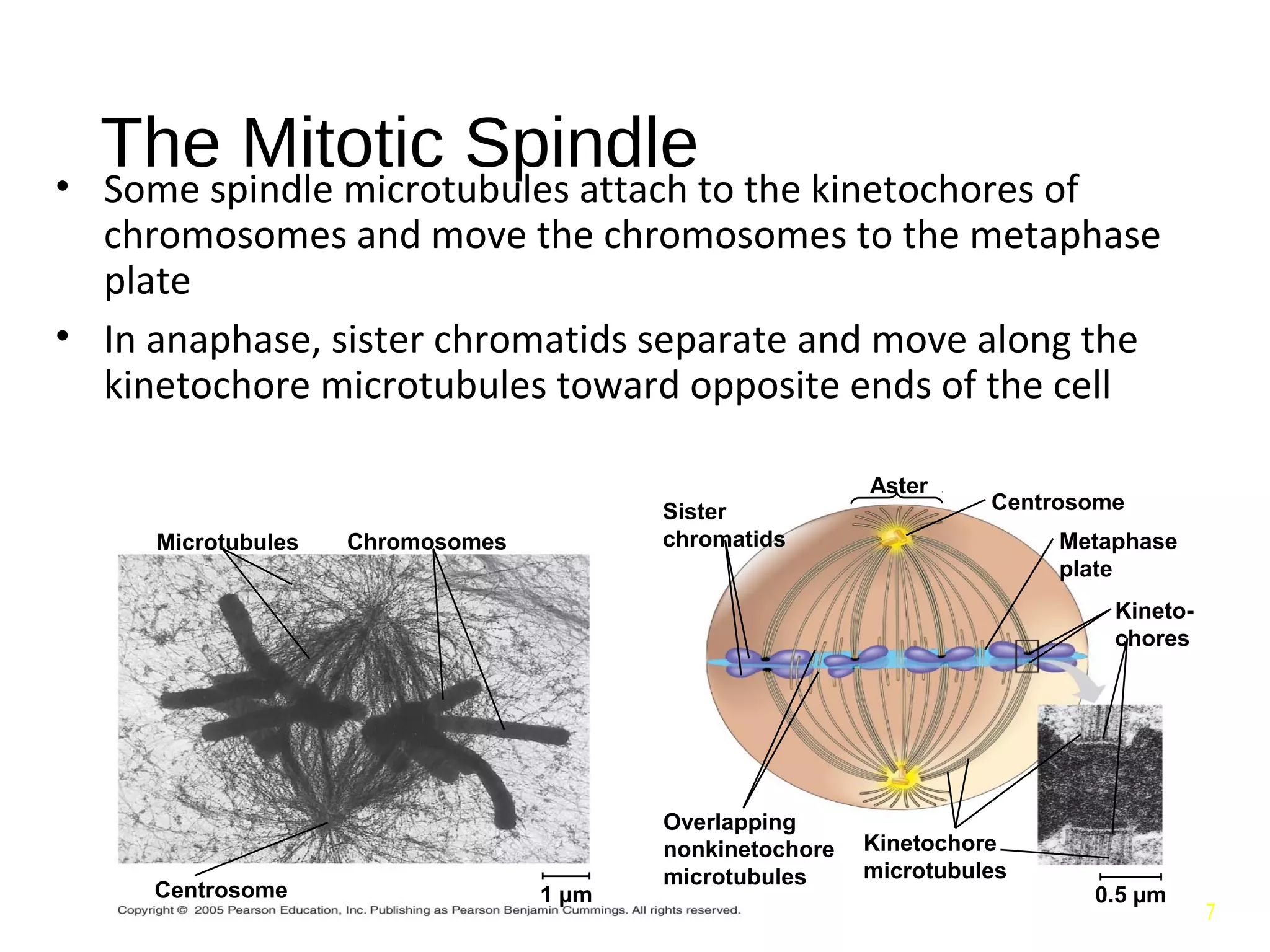 Cell cycle, its regulation and checkpoints | PPT
