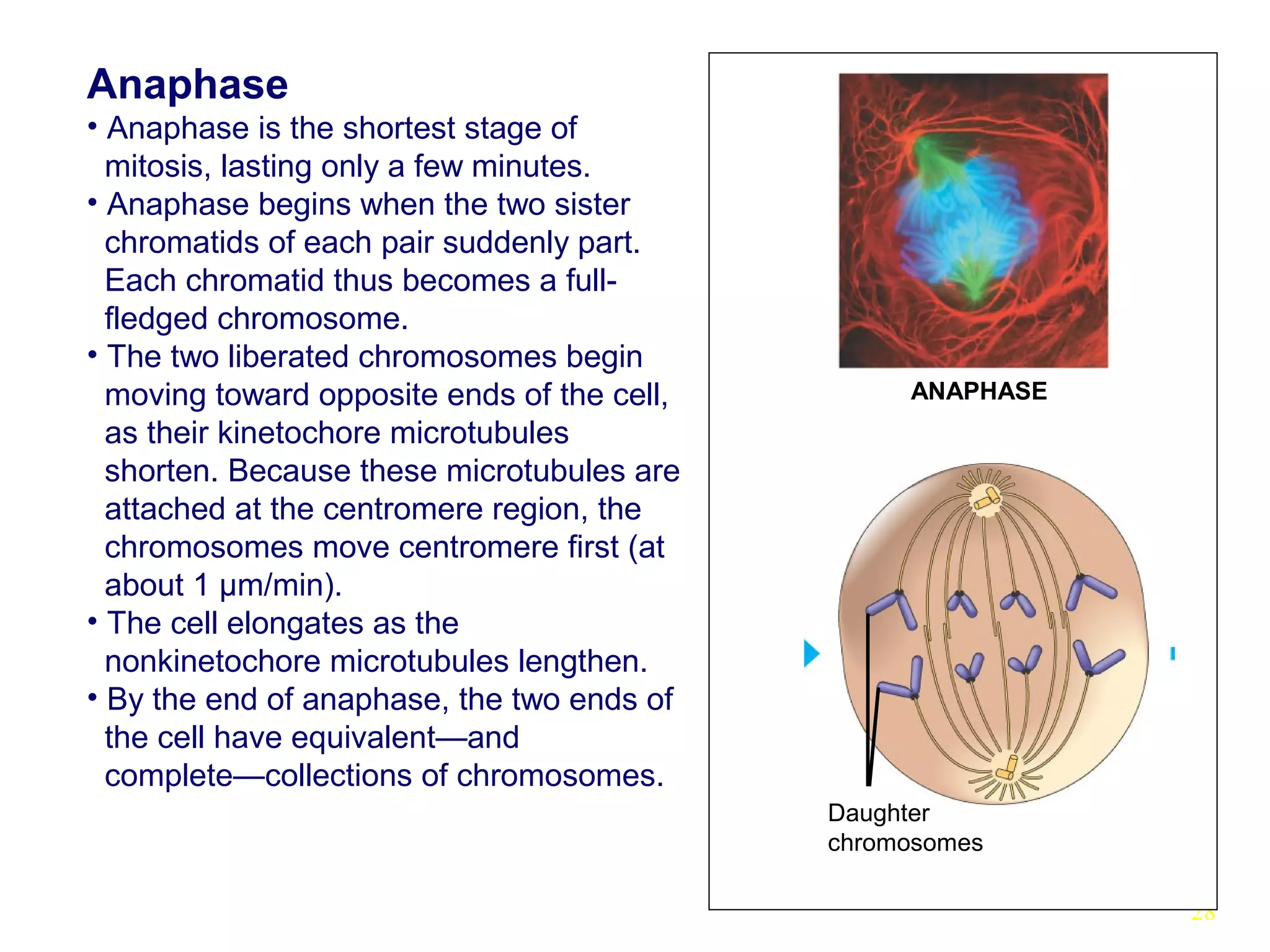 Cell cycle, its regulation and checkpoints | PPT