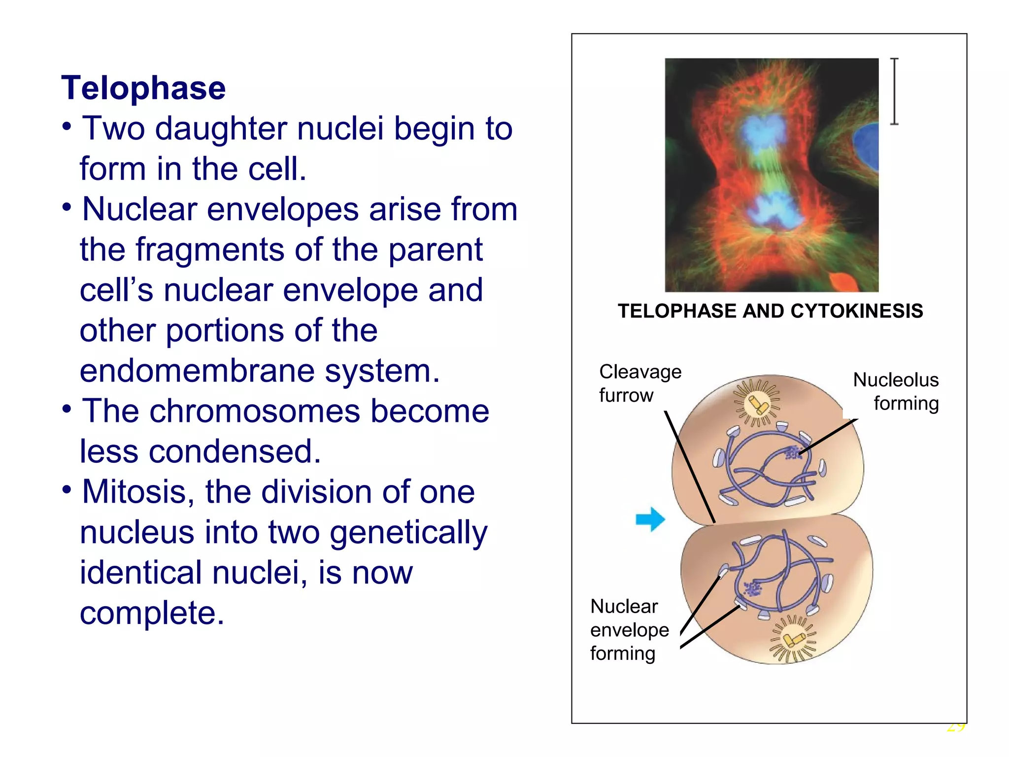 Cell cycle, its regulation and checkpoints | PPT