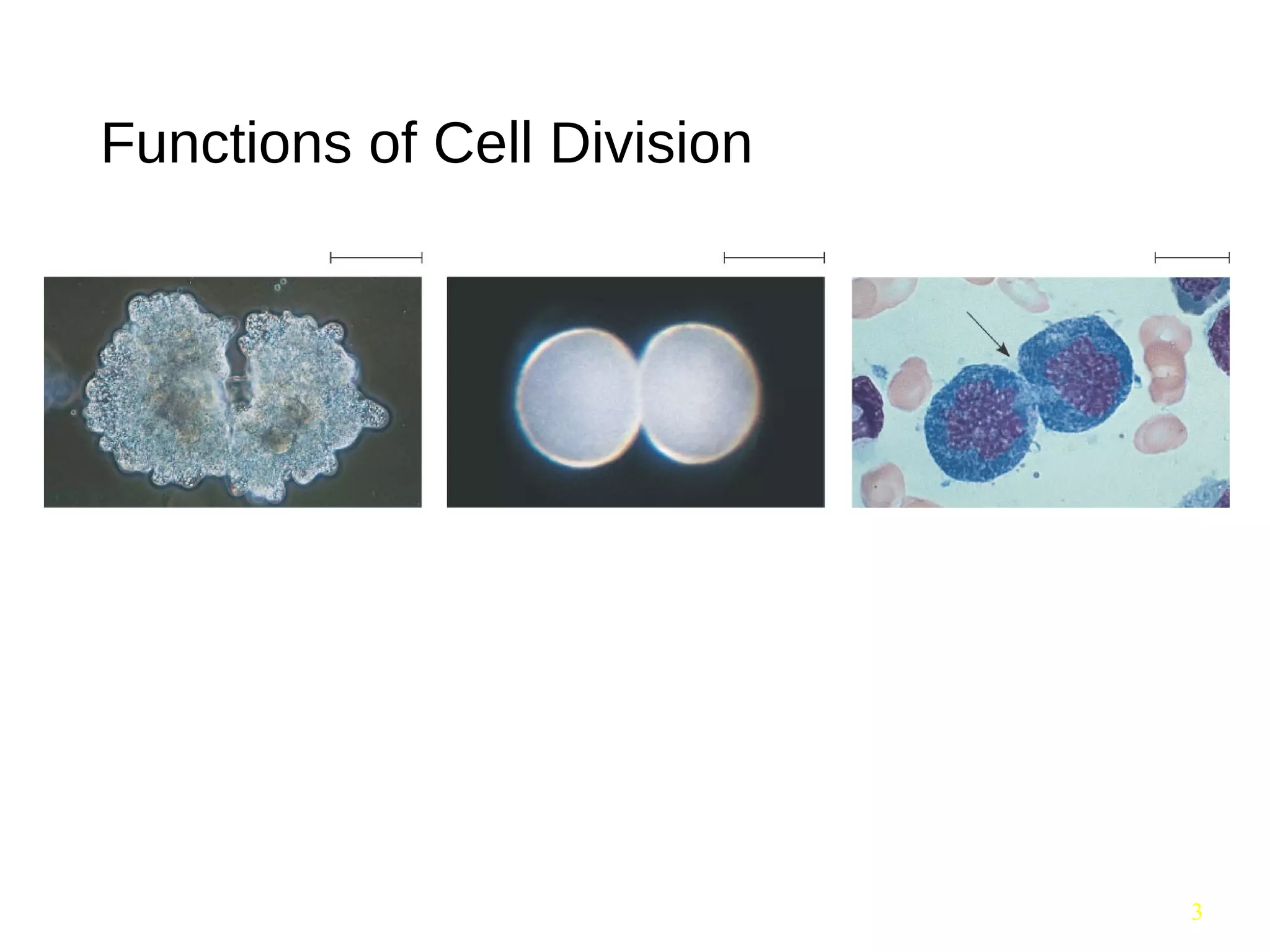 Cell cycle, its regulation and checkpoints | PPT