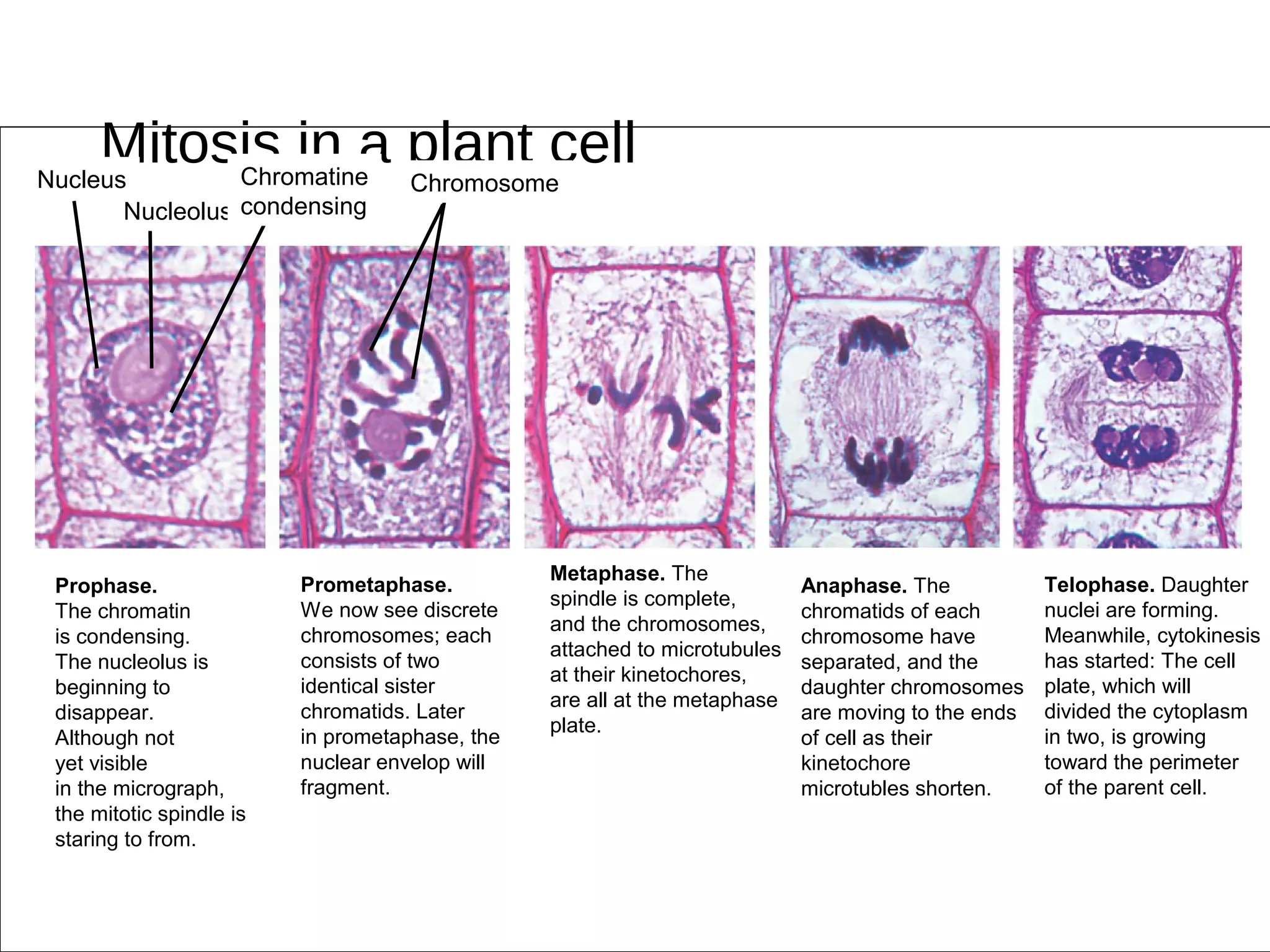 Cell cycle, its regulation and checkpoints | PPT