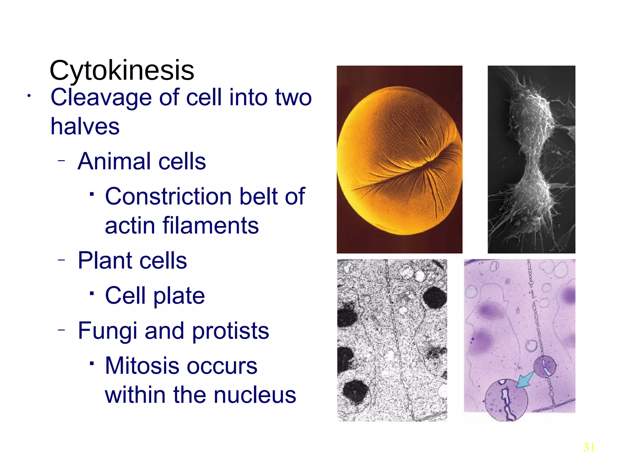 Cell cycle, its regulation and checkpoints | PPT | Biological Sciences ...