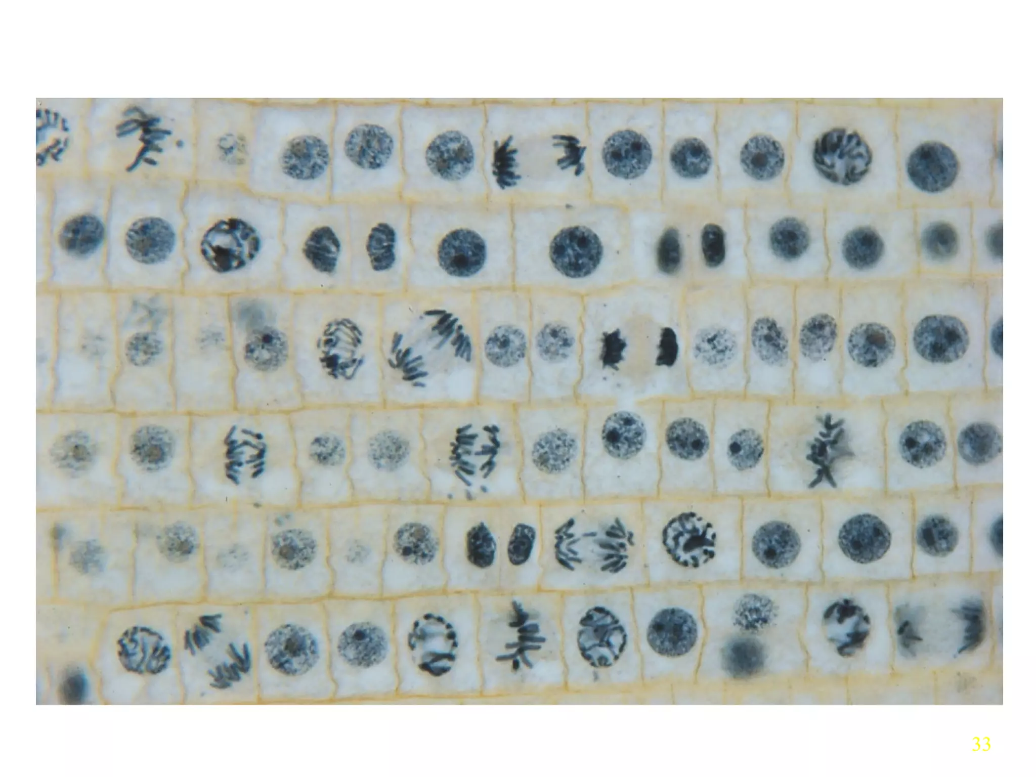 Cell cycle, its regulation and checkpoints | PPT | Biological Sciences ...
