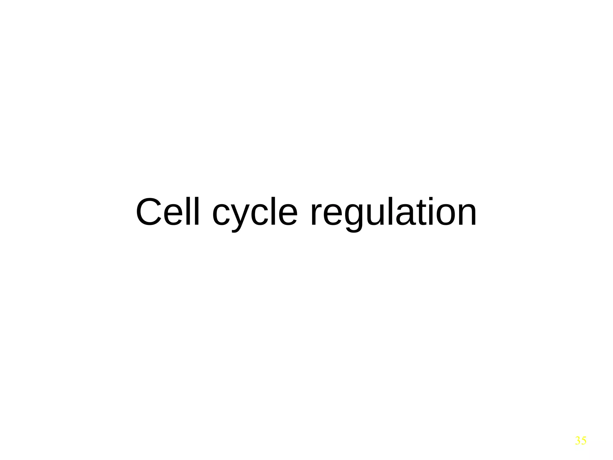 Cell cycle, its regulation and checkpoints | PPT