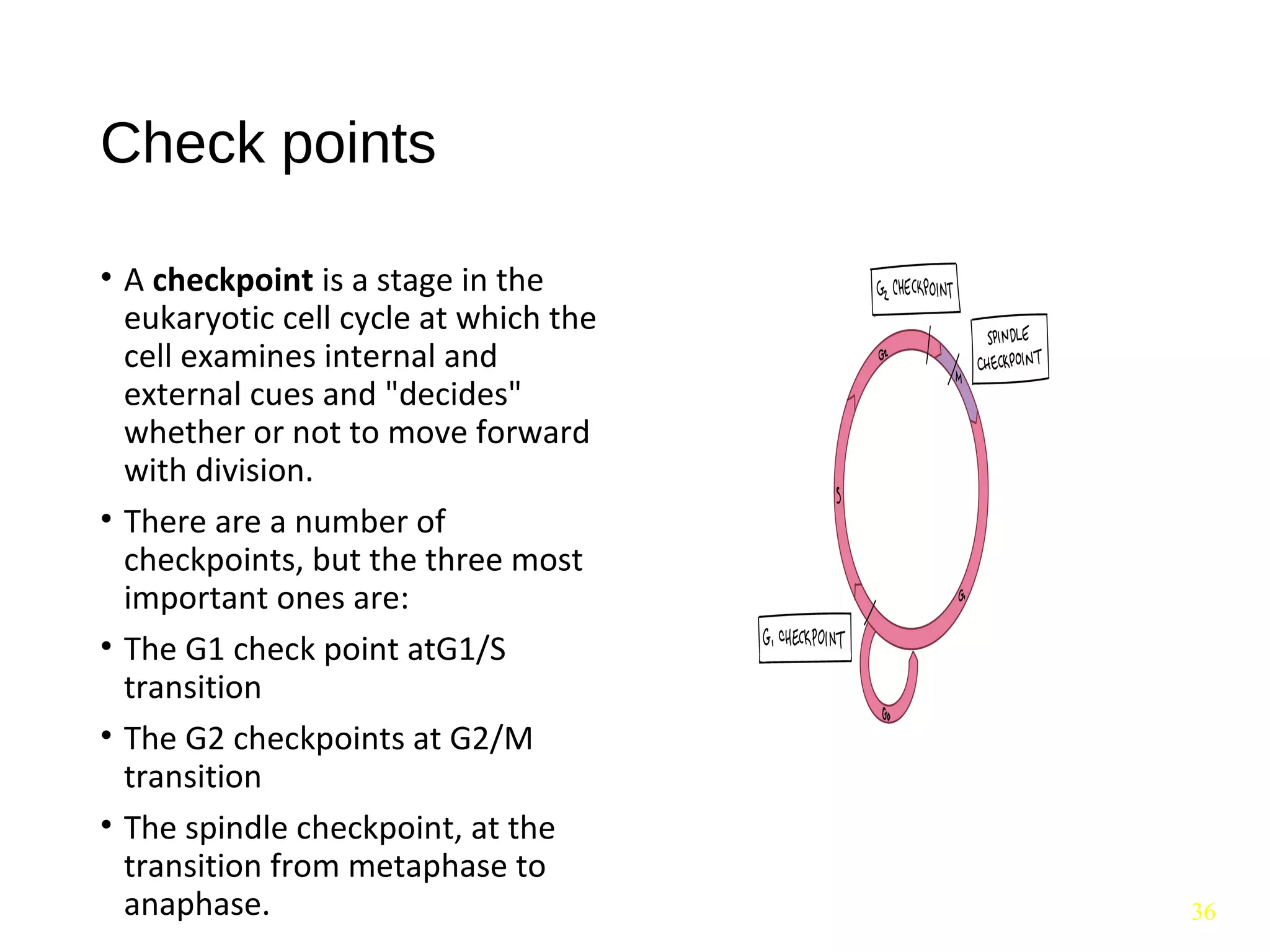 Cell cycle, its regulation and checkpoints | PPT
