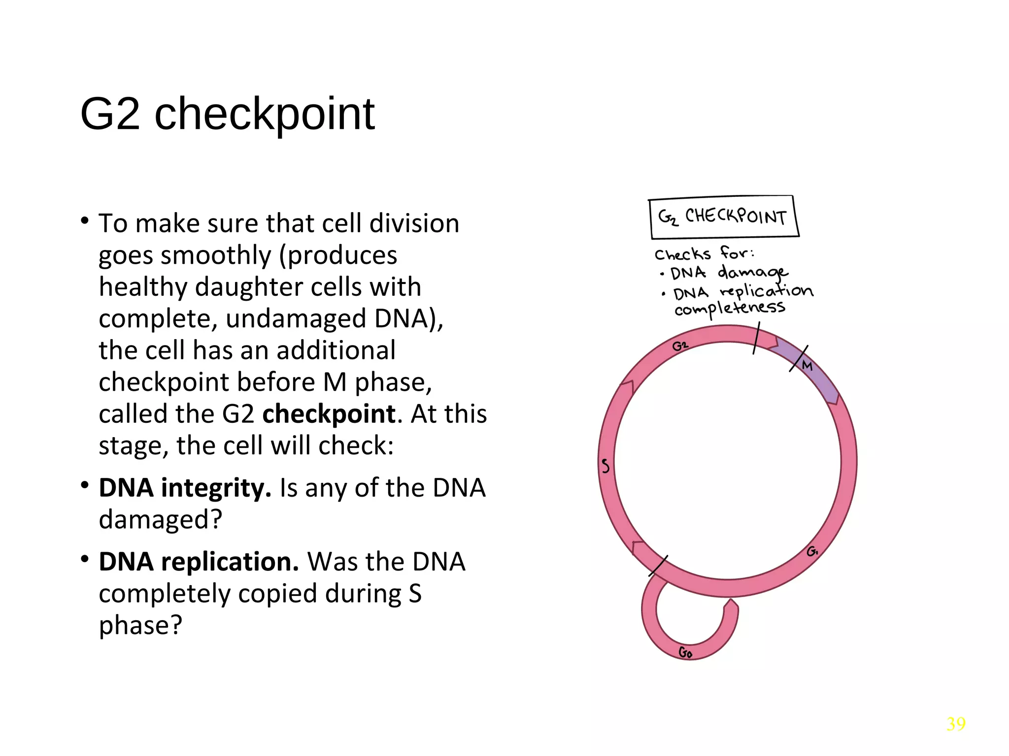 Cell cycle, its regulation and checkpoints | PPT | Biological Sciences ...