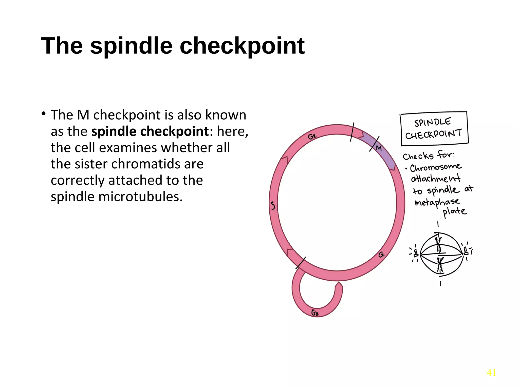 Cell cycle, its regulation and checkpoints | PPT | Biological Sciences ...