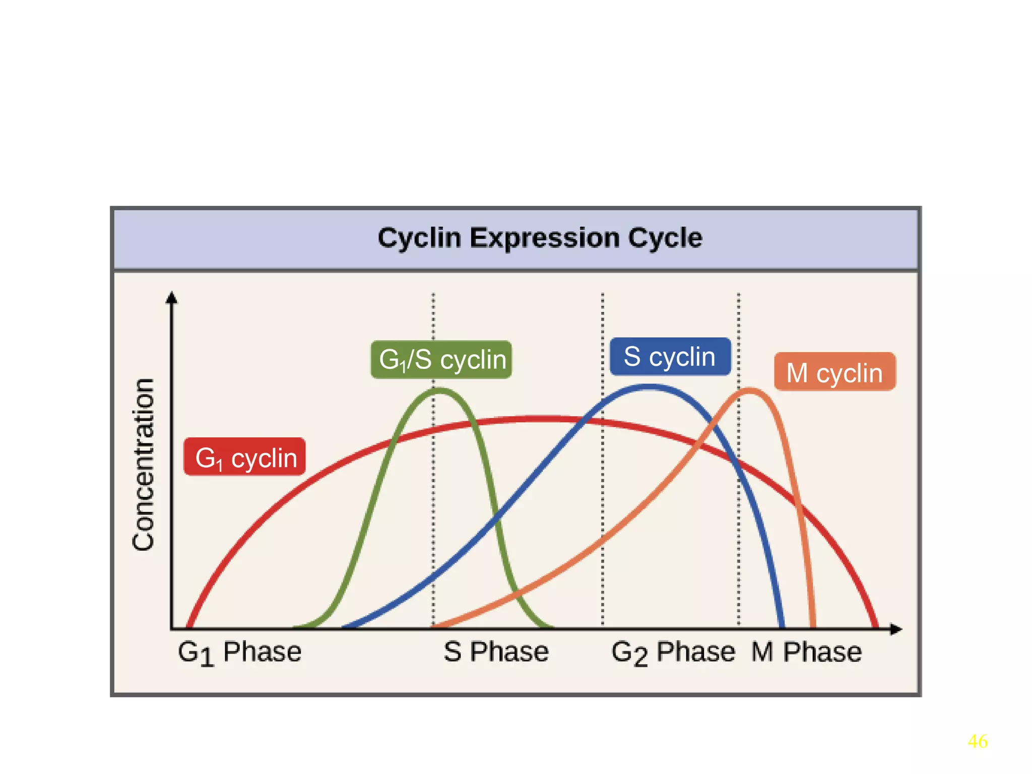 Cell cycle, its regulation and checkpoints | PPT