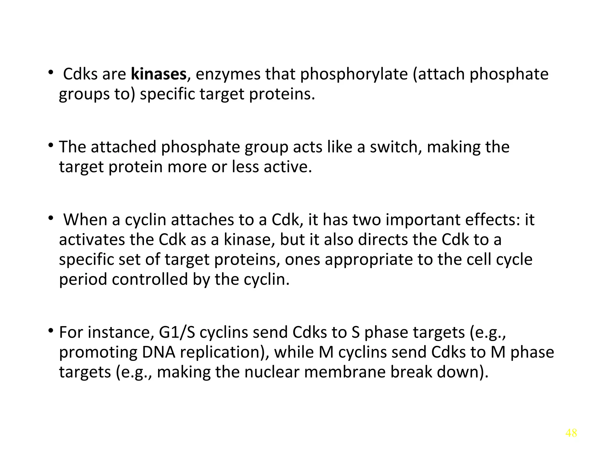 Cell cycle, its regulation and checkpoints | PPT