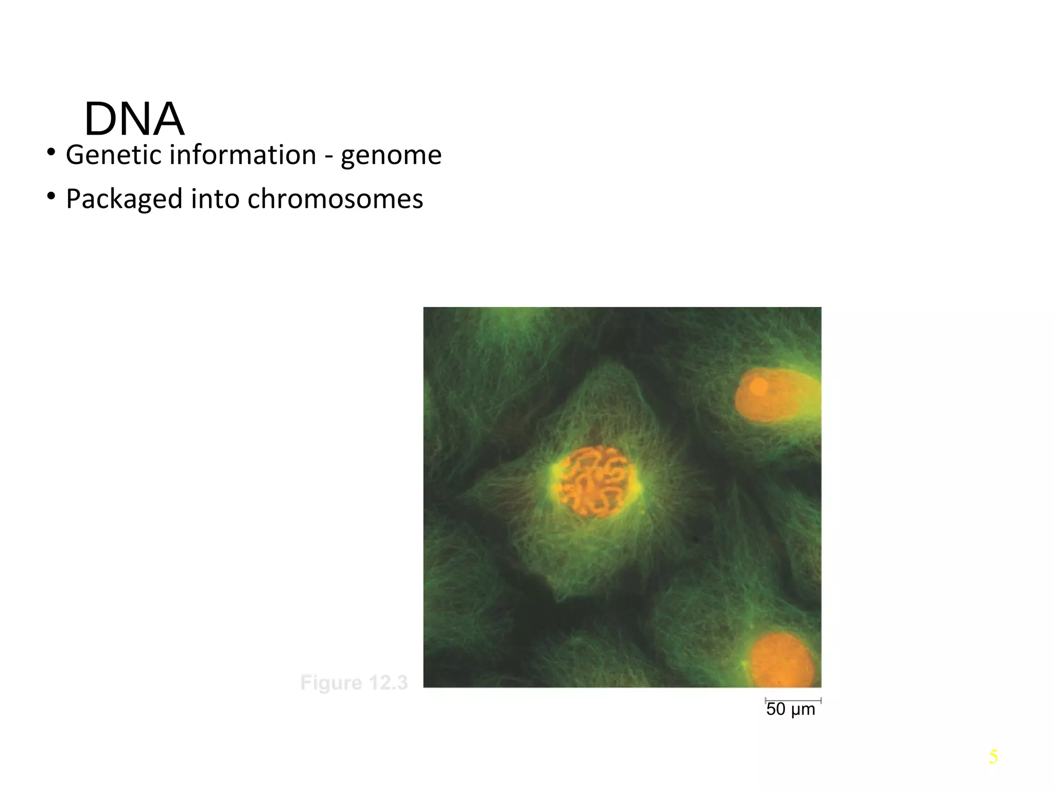 Cell cycle, its regulation and checkpoints | PPT