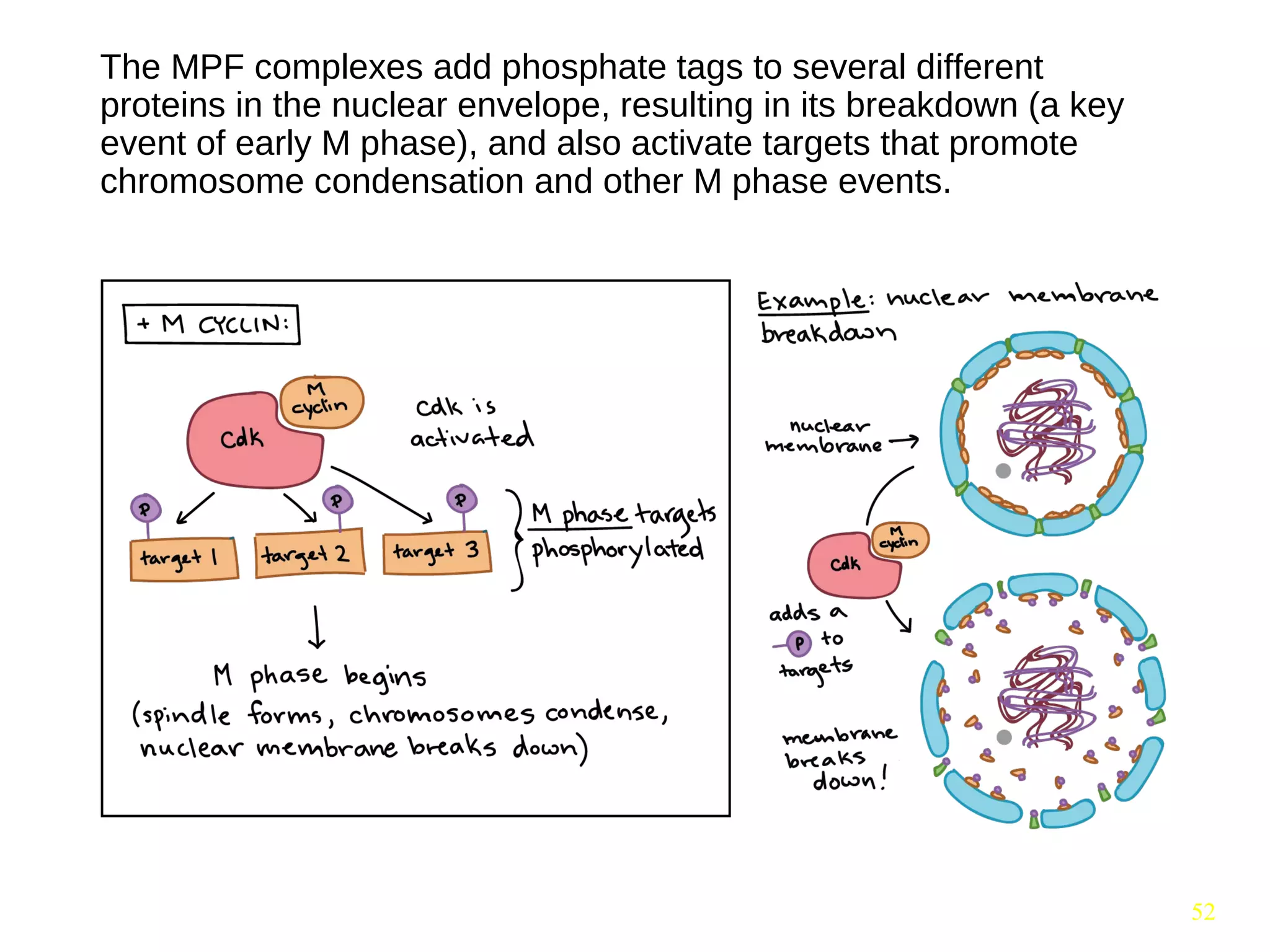 Cell cycle, its regulation and checkpoints | PPT