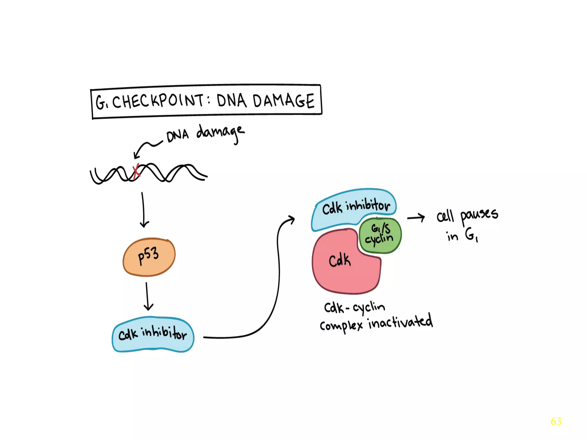 Cell cycle, its regulation and checkpoints | PPT