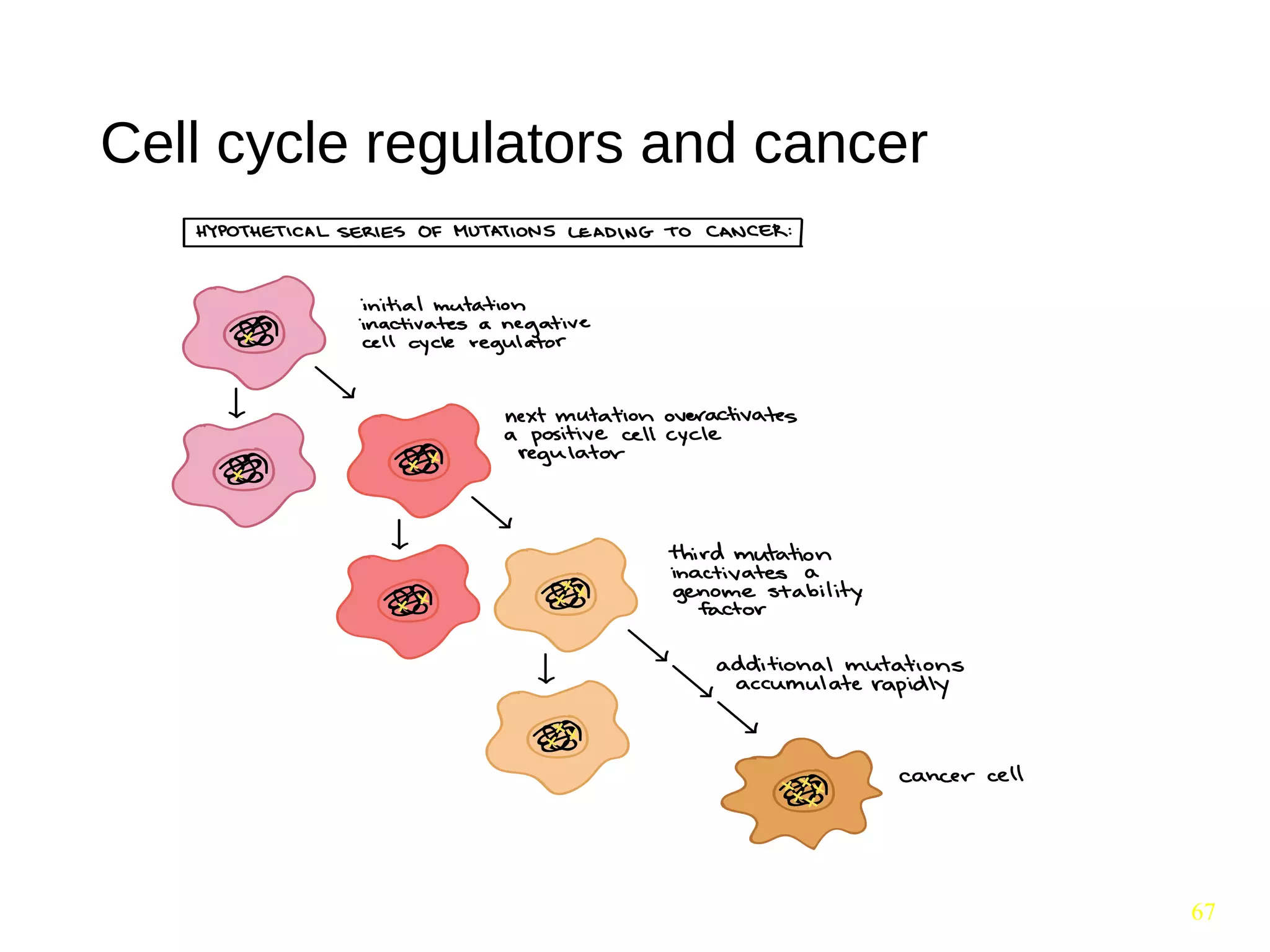 Cell cycle, its regulation and checkpoints | PPT