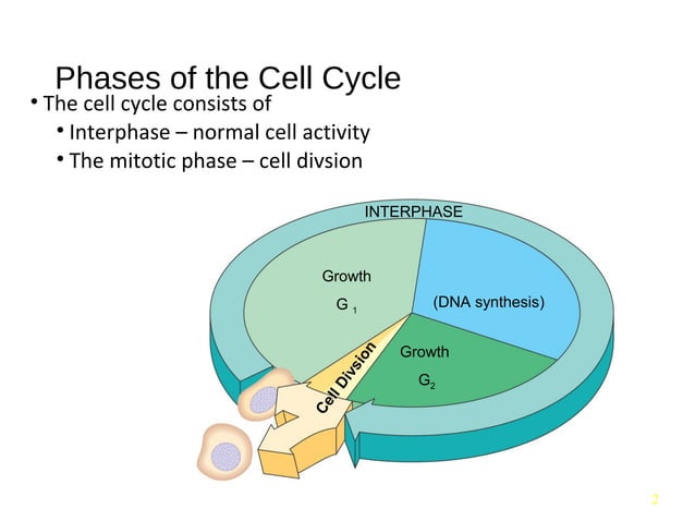 Cell cycle, its regulation and checkpoints | PPT | Biological Sciences ...