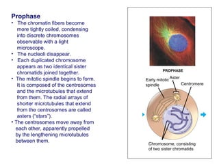 Cell cycle, its regulation and checkpoints | PPT