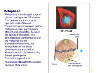 Cell cycle, its regulation and checkpoints | PPT