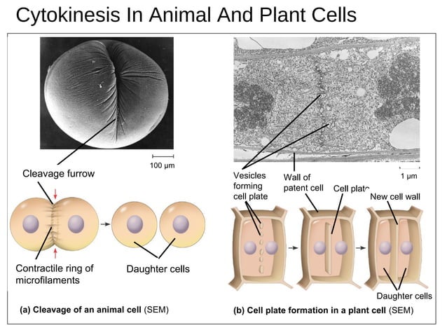 Cell cycle, its regulation and checkpoints | PPT | Biological Sciences ...