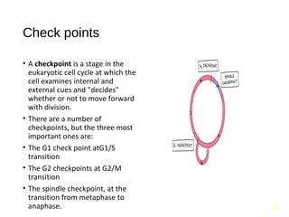 Cell cycle, its regulation and checkpoints | PPT