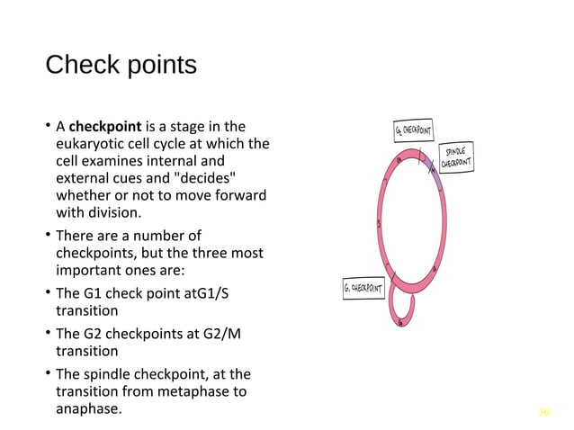 Cell cycle, its regulation and checkpoints | PPT | Biological Sciences ...