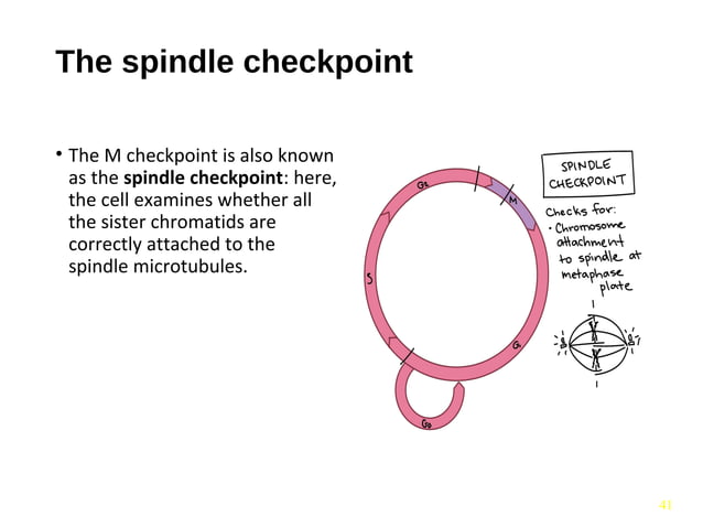 Cell cycle, its regulation and checkpoints | PPT | Biological Sciences ...