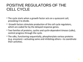 Cell cycle, its regulation and checkpoints | PPT