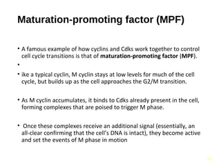 Cell cycle, its regulation and checkpoints | PPT