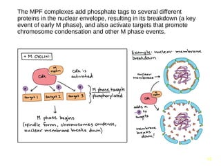 Cell cycle, its regulation and checkpoints | PPT
