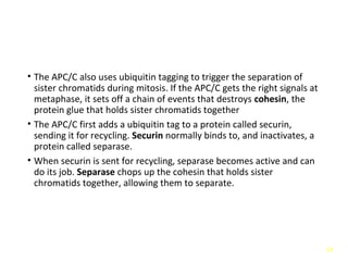 Cell cycle, its regulation and checkpoints | PPT