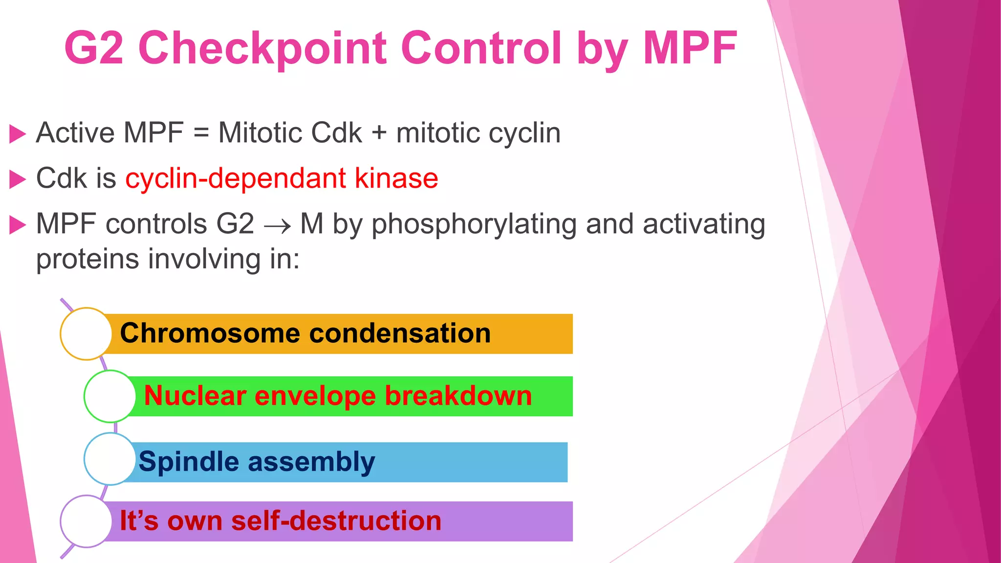 Cell cycle regulation ppt | PPTX