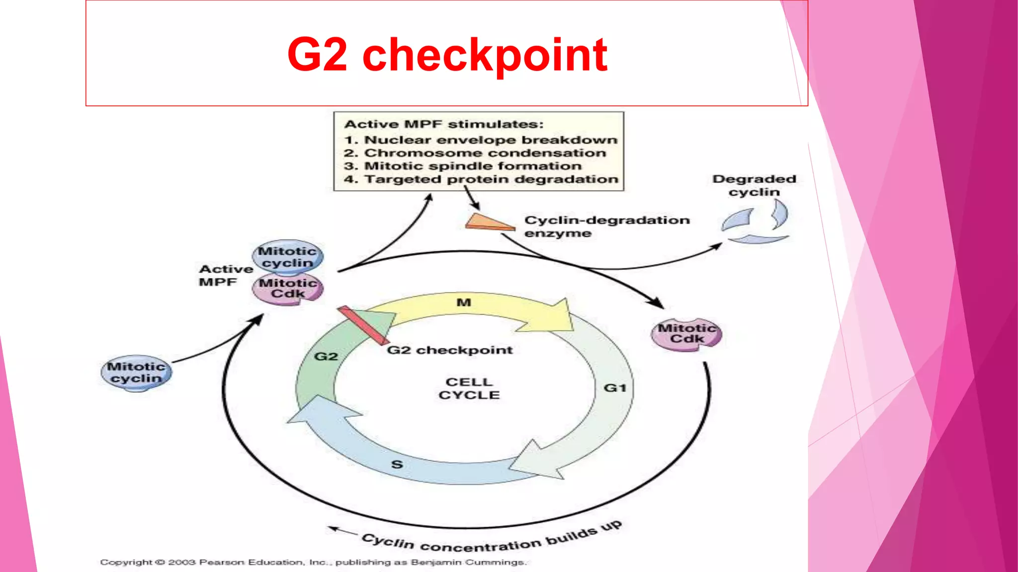 Cell cycle regulation ppt | PPTX