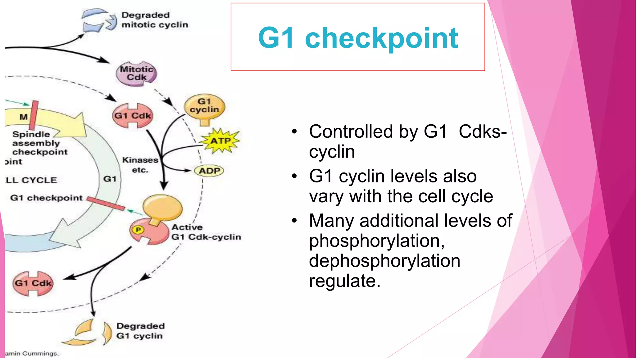 Cell cycle regulation ppt | PPTX