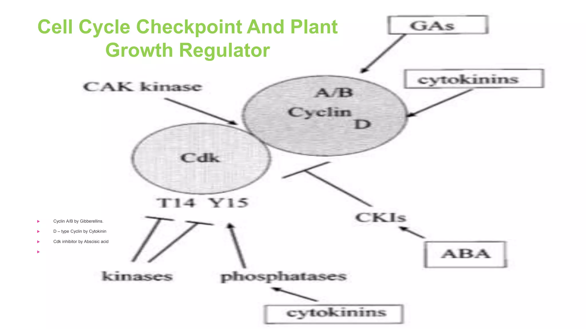 Cell cycle regulation ppt | PPTX
