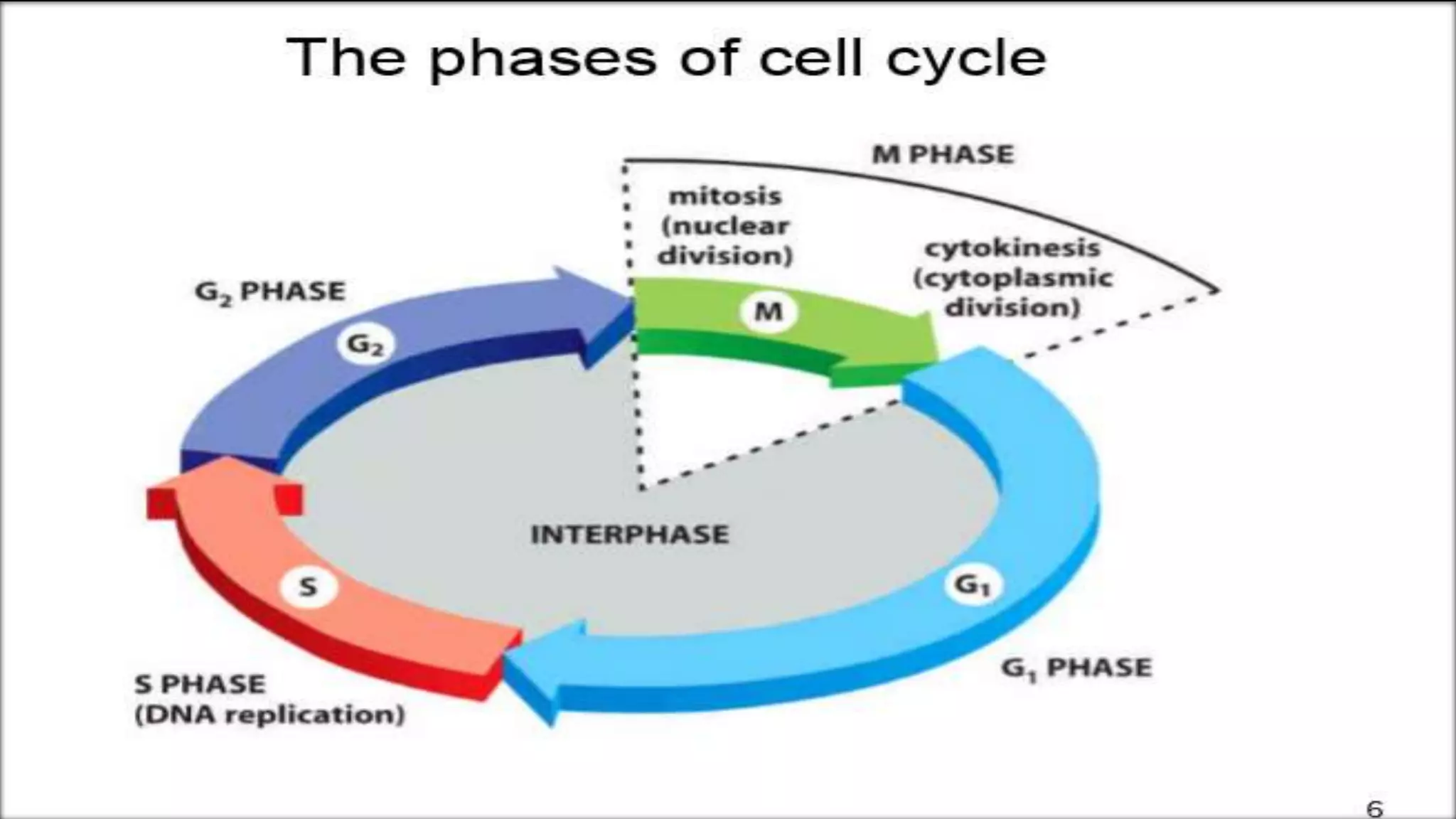 Cell cycle regulation ppt | PPTX